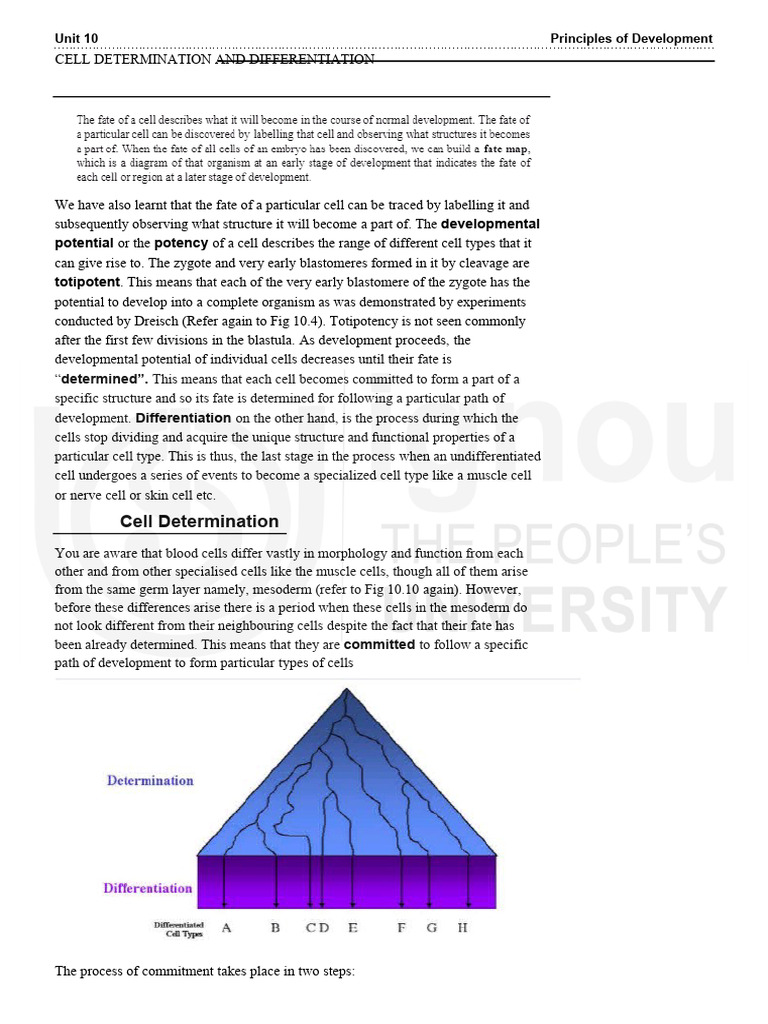 Cell Determination vs Differentiation | PDF | Gene | Developmental Biology