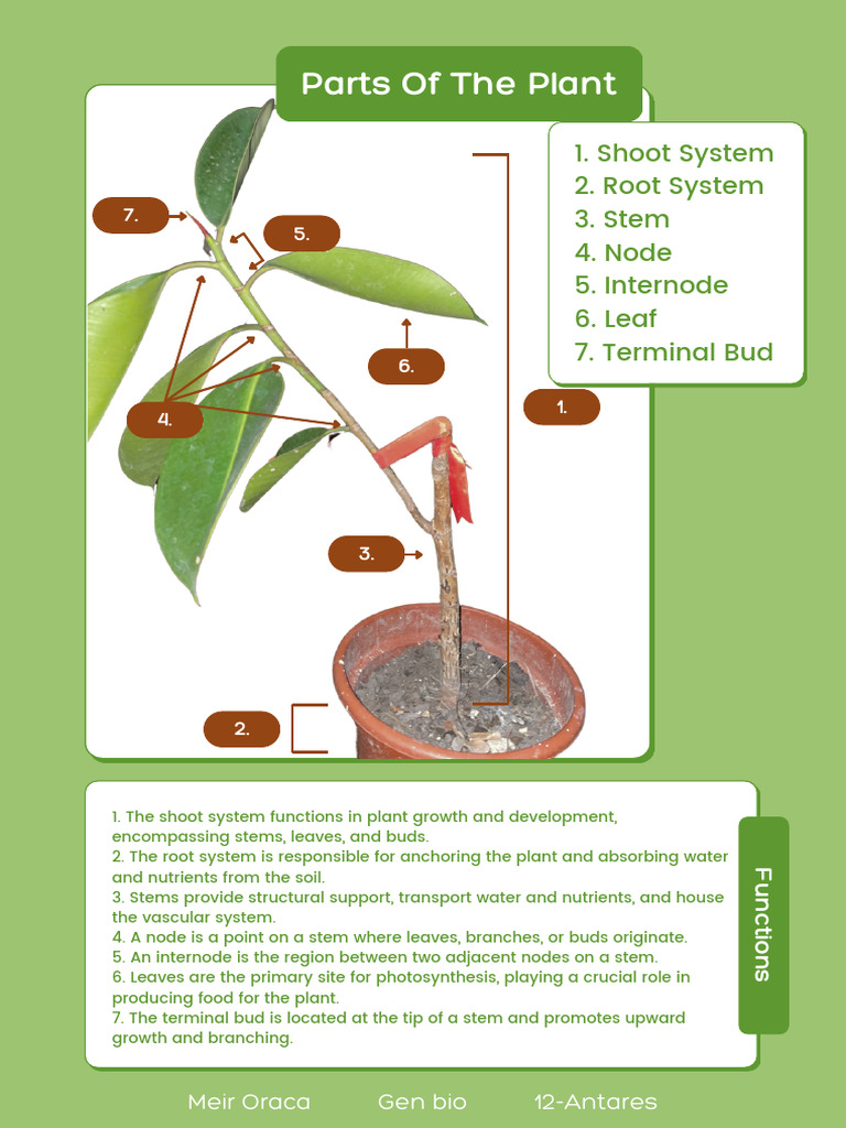 Key Parts of a Plant Explained | PDF