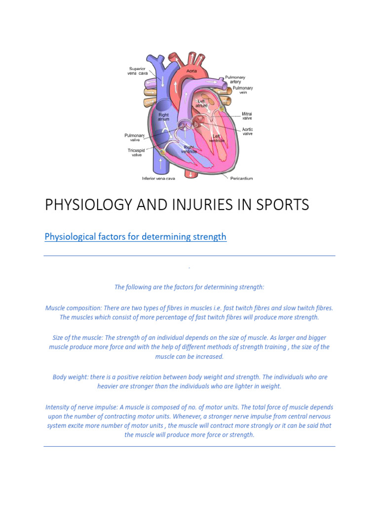 Physiology and Injuries in Sports 2 | PDF | Skeletal Muscle | Injury