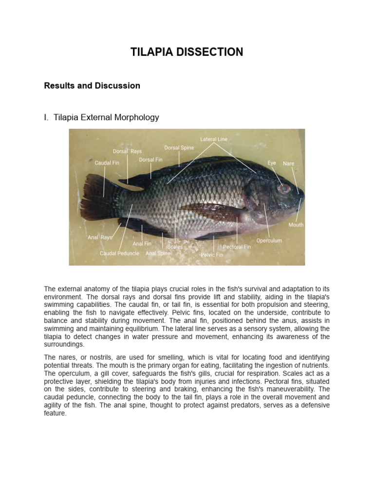 Tilapia Dissection | Download Free PDF | Gill | Fish