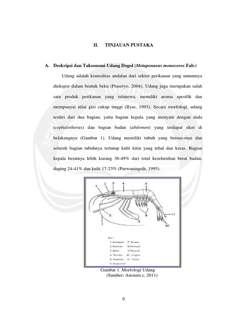 "Taksonomi dan Kimia Udang Dogol" | PDF