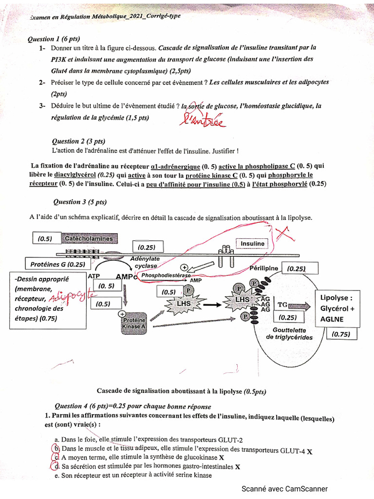 Examen1 Régulation Métabolique | PDF