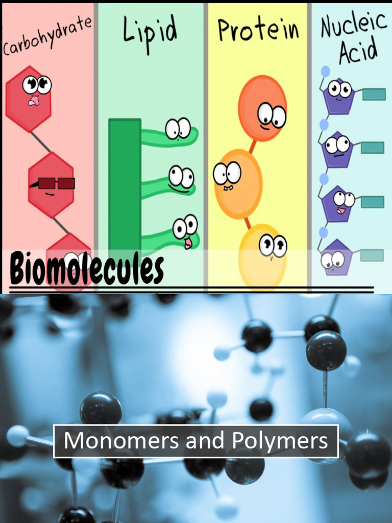 6.Biomolecules | PDF | Fat | Carbohydrates