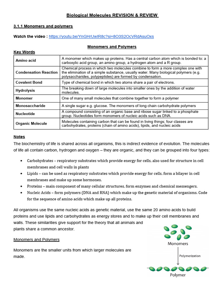 Biological Molecules Revision Booklet | PDF | Polysaccharide | Fatty Acid