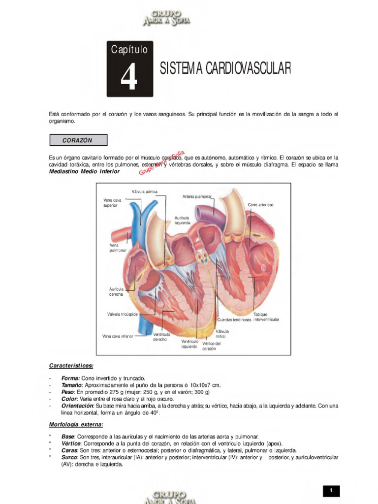 Anatomia C 4 Sistema Cardiovascular Pdf Corazón Electrocardiografia