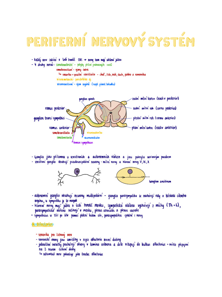 PNS 1 - Hlavové Nervy | PDF