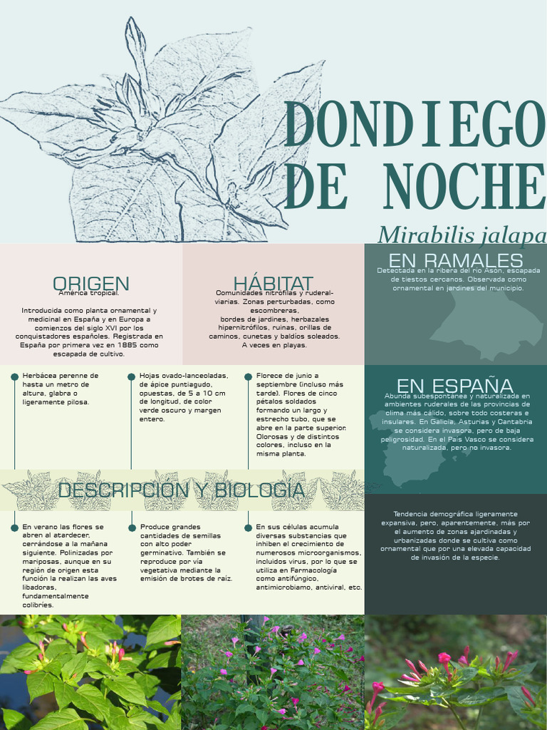 Dondieo De Noche Pdf Botánica Organismos
