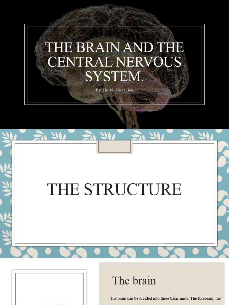 Nervous System | PDF | Brain | Neuron