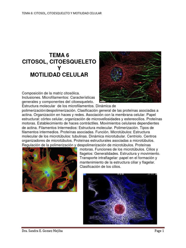 Citoesqueleto T6 Teoria | PDF | Microtúbulos | Actina