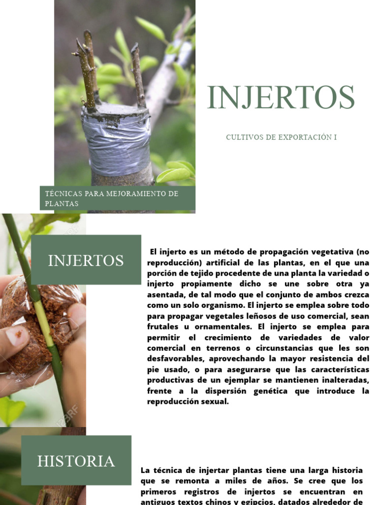 Técnicas de Injerto en Cultivos Comerciales | PDF | Injerto | Plantas