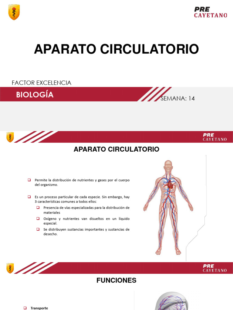 Aparato circulatorio | PDF | Sistema circulatorio | Corazón