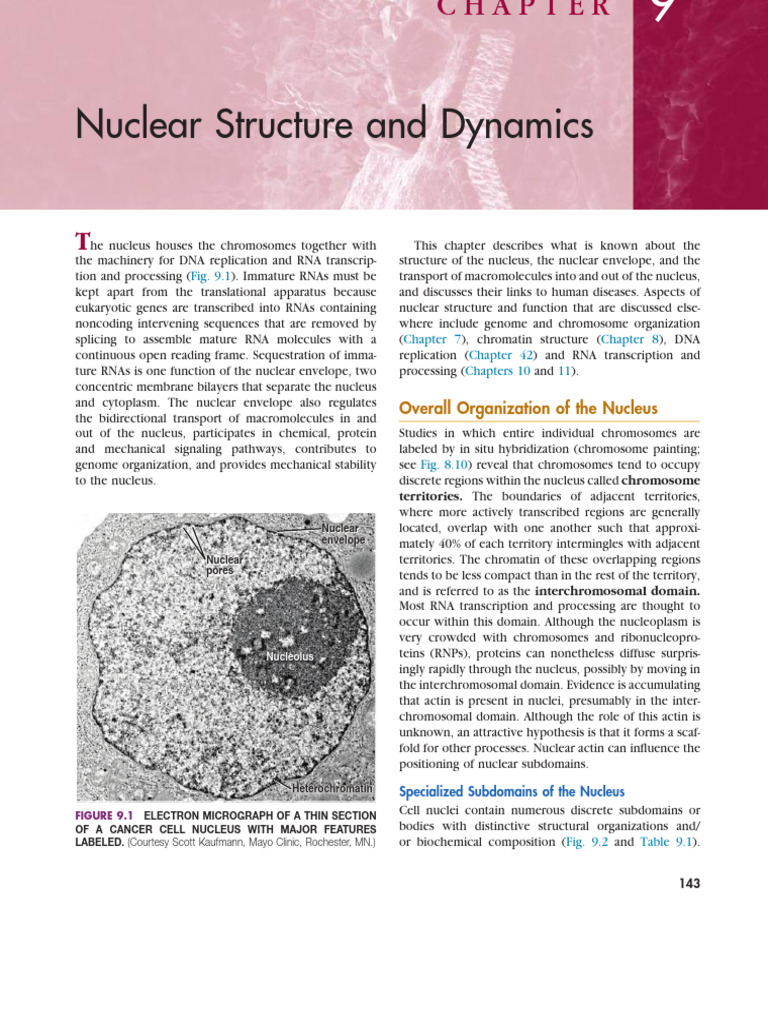 Nucleus | PDF | Cell Nucleus | Ribosomal Rna