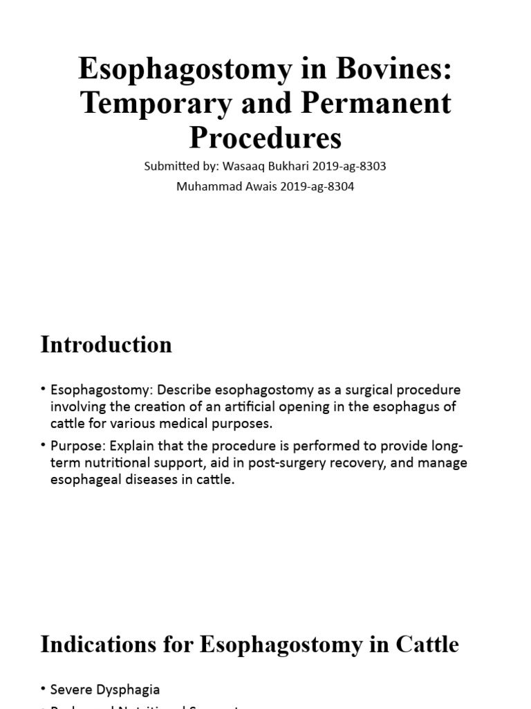 Esophagostomy in Bovines | PDF | Esophagus | Surgery