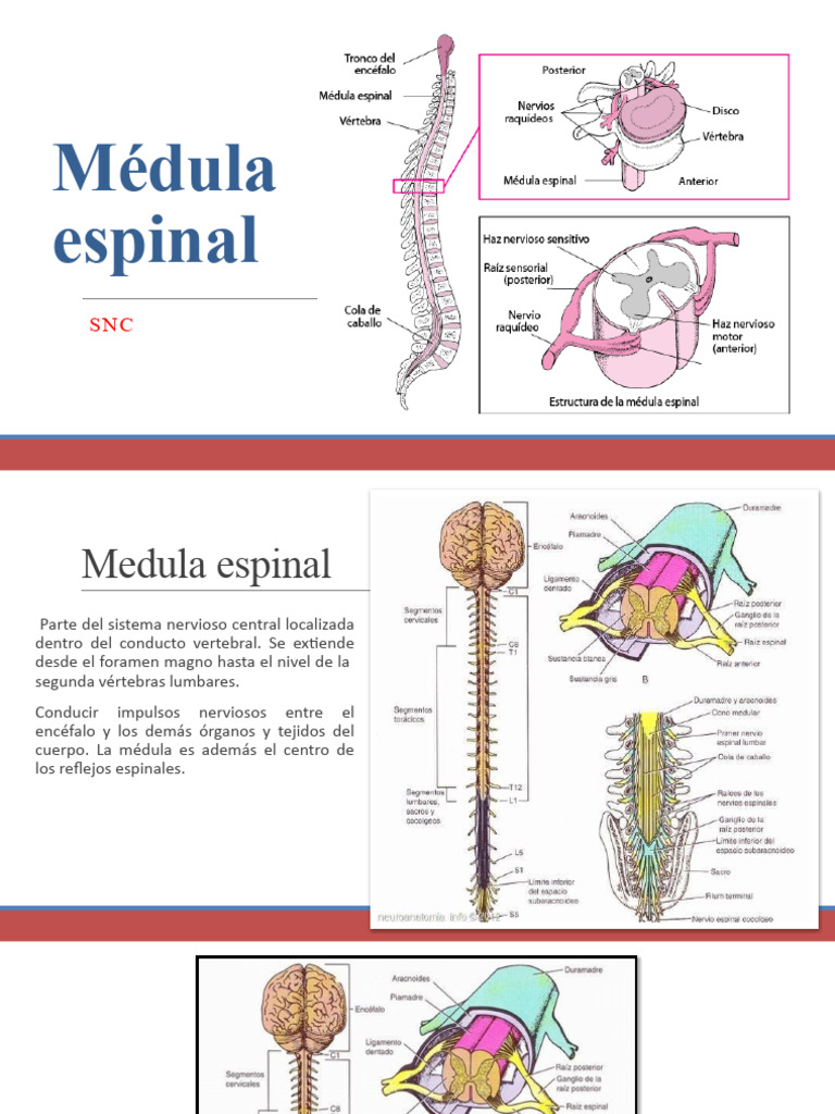 Médula Espinal Tema 6 | PDF | Médula espinal | Nervio