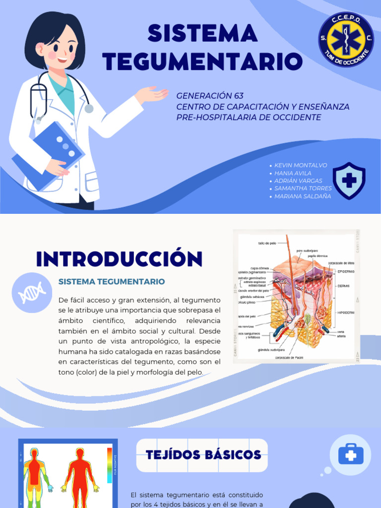 Sistema Tegumentario | PDF | Sistema tegumentario | Piel