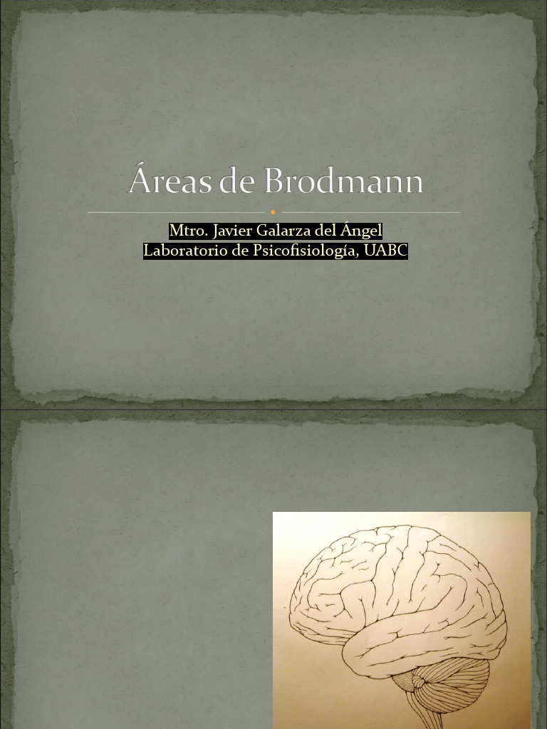 Áreas de Brodmann | PDF | Lóbulo temporal | Ciencia cognitiva
