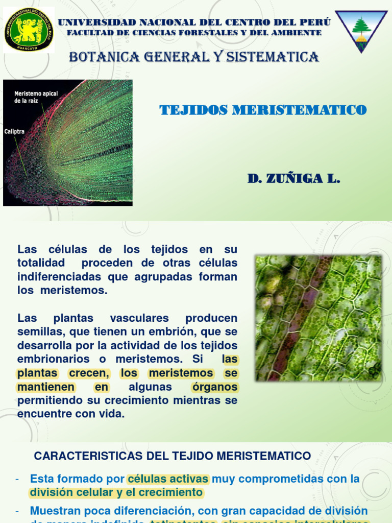Tejido Meristematico 2 | Descargar gratis PDF | Tallo de la planta | Raíz