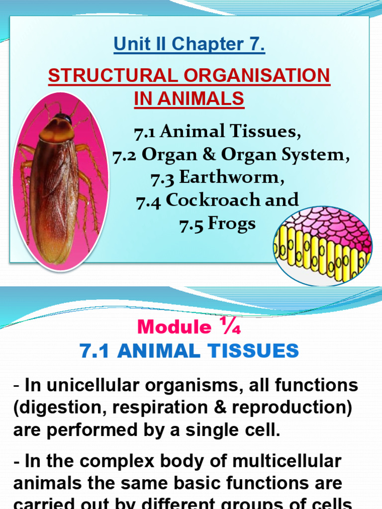 M 1 PPT-PDF XI Bio CH 7 Structural Organisation in Animals | PDF ...