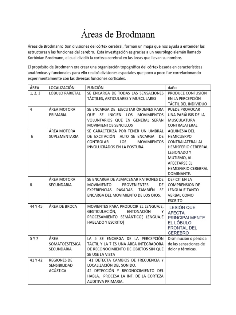 Áreas de Brodmann | PDF | Cerebro | Corteza cerebral
