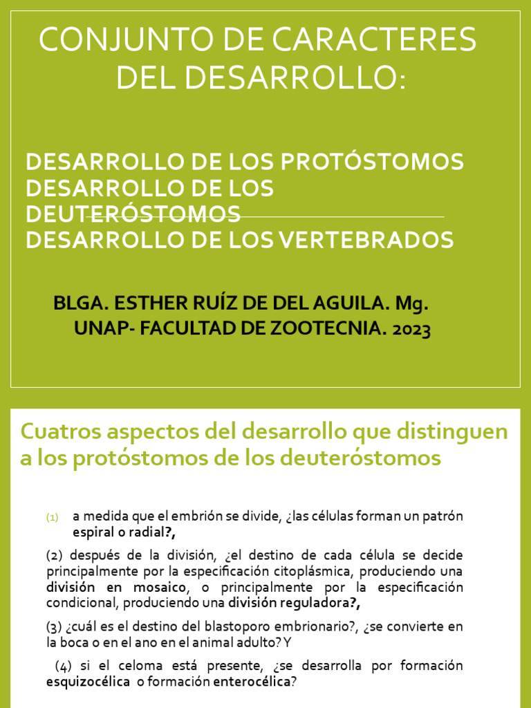 Desarrollo de Protóstomos y Deuteróstomos | PDF | Embrión | Reproducción