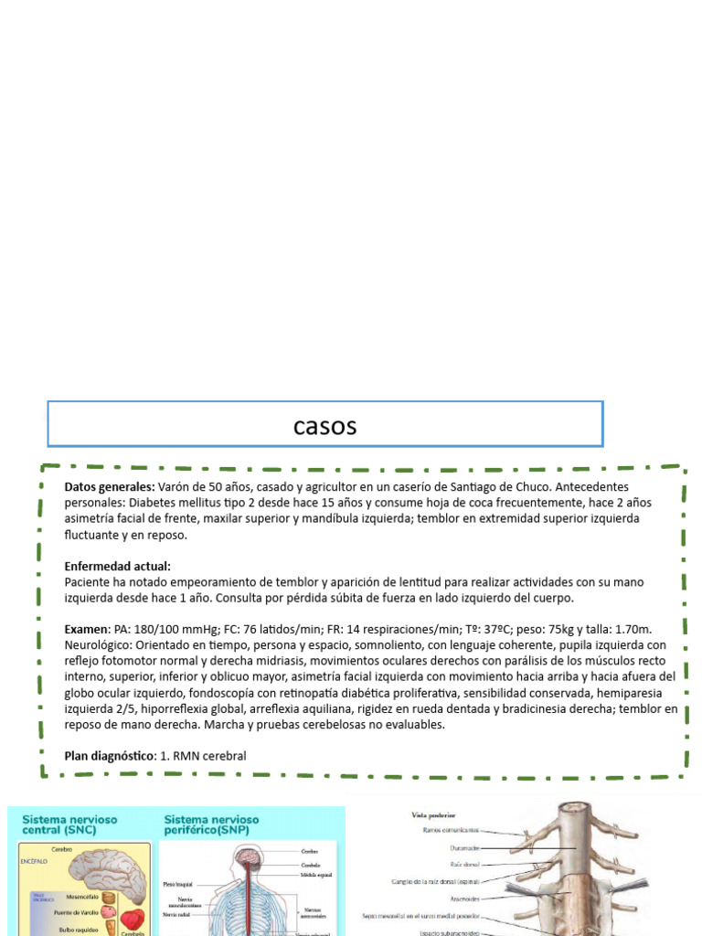 Via Motora | PDF | Nervio | Neuroanatomía