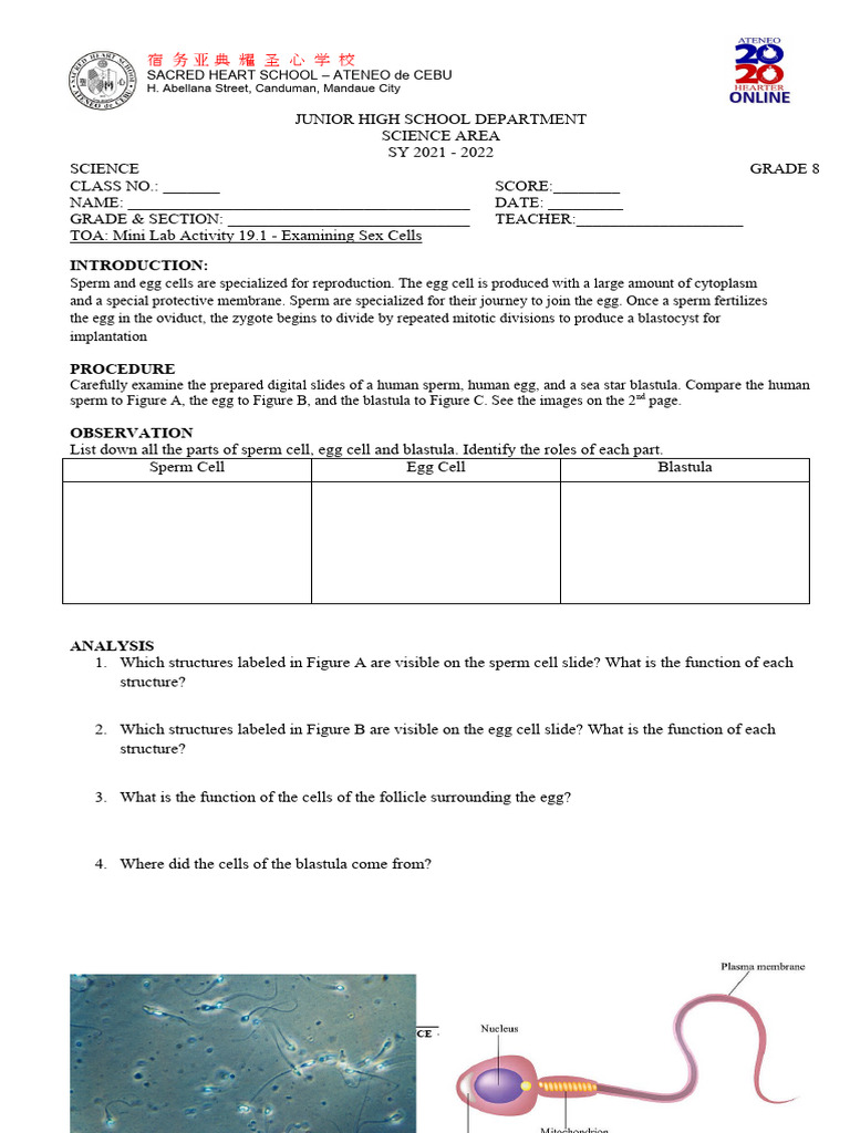 Mini Lab Activity 19.1 - Examining Sex Cells | PDF | Fertilisation ...