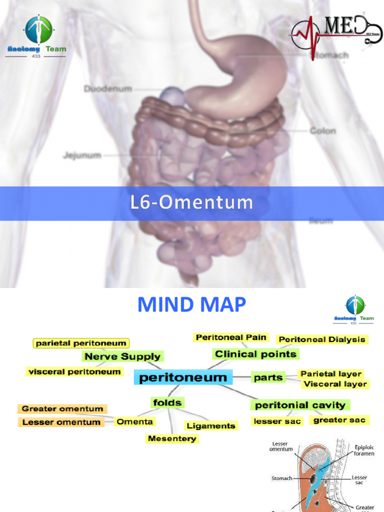 L6 - Omentum | PDF | Peritoneum | Liver
