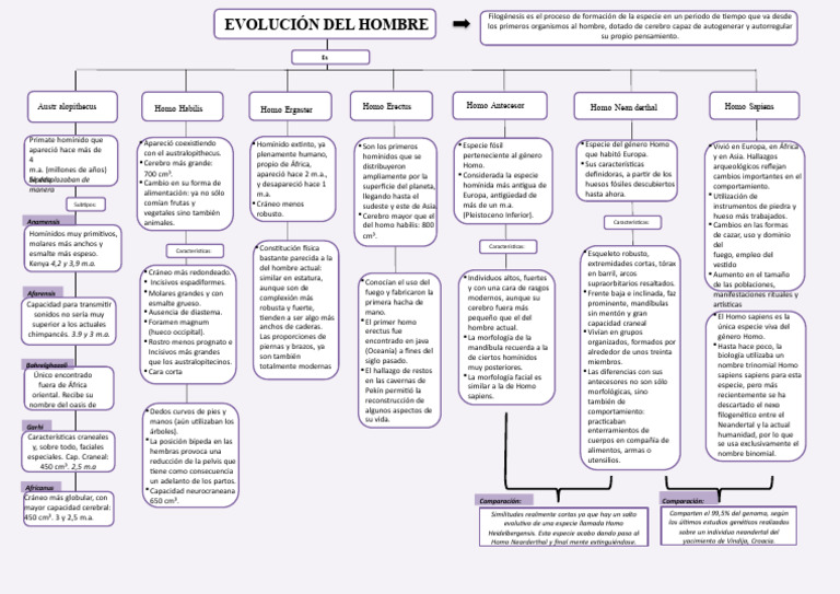 Mapa Conceptual de La Evolucion Del Hombre | PDF | Homo | Evolución humana