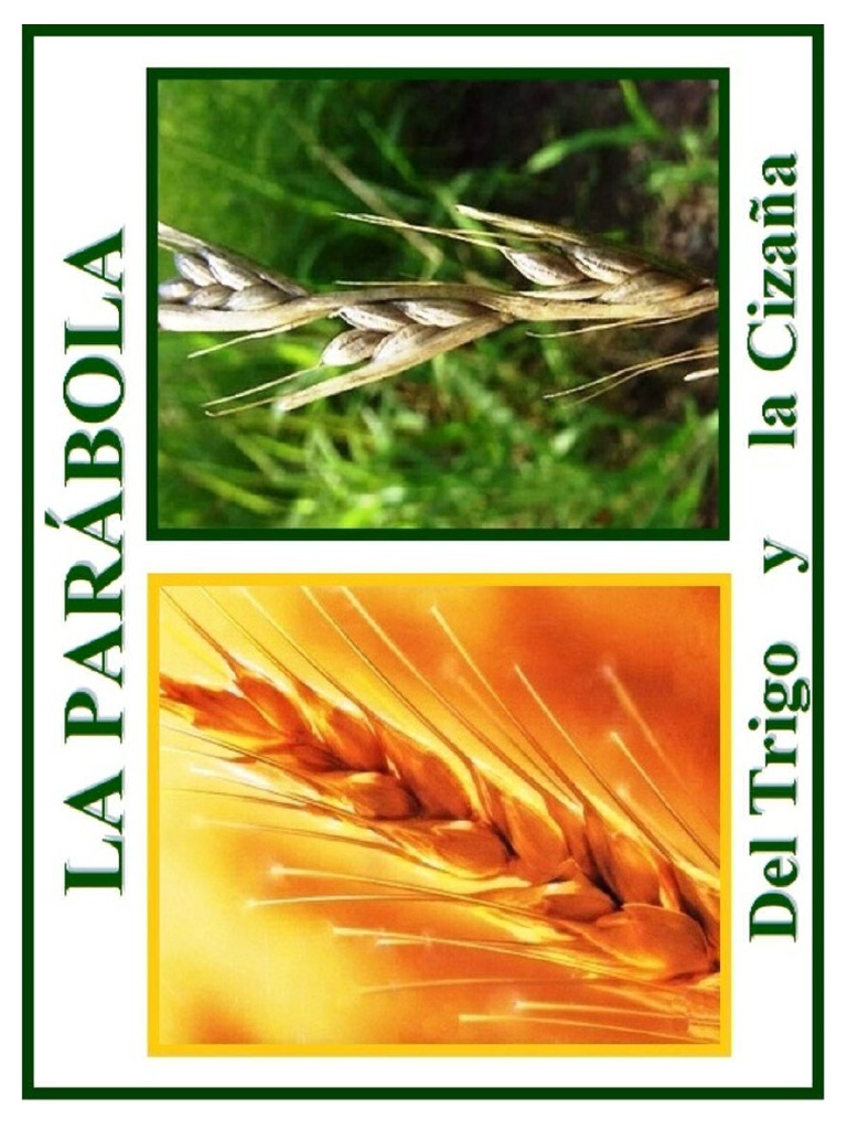 Clases de Trigo y La Sisaña | PDF
