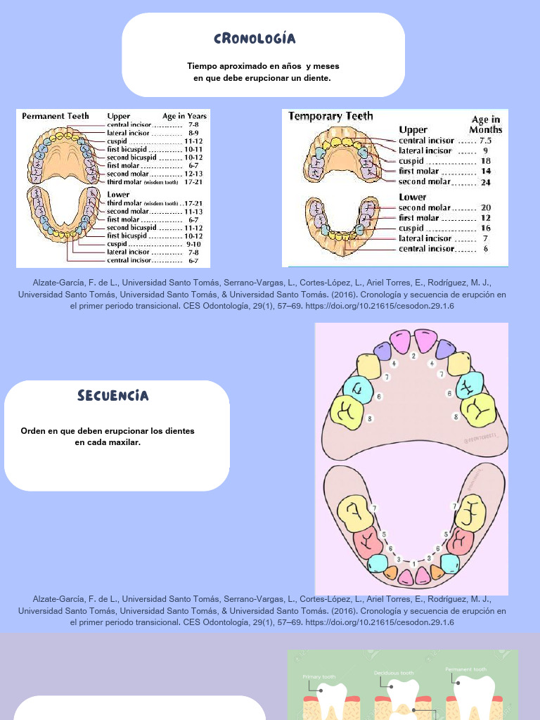 Anatomía Dental | PDF