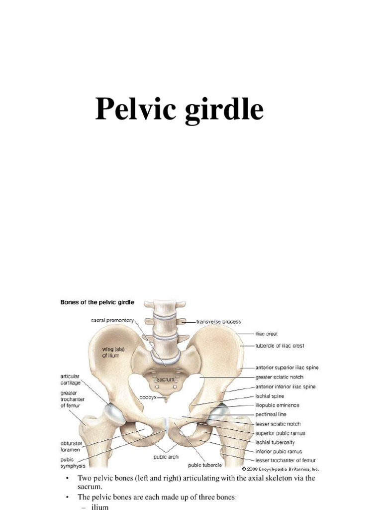 Pelvic Girdle Anatomy Pdf _ Anatomy, Development, and Function of the ...