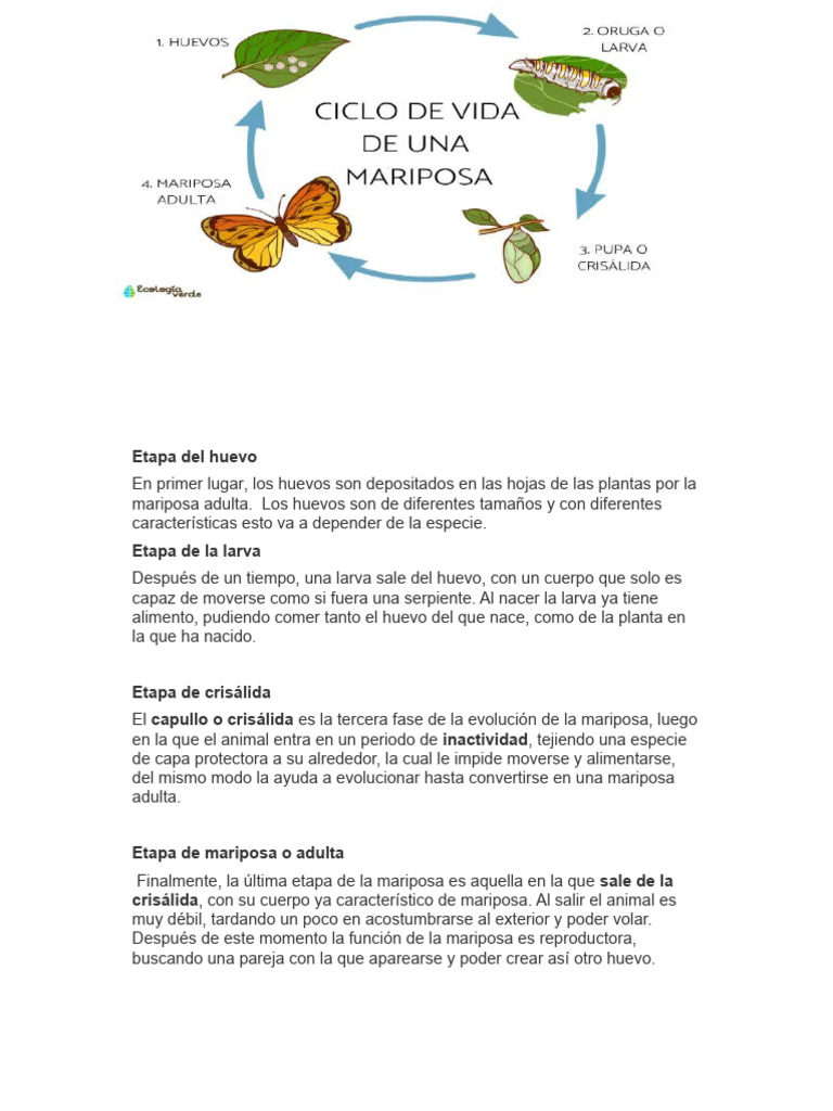 Ciclo de Vida de la Mariposa | PDF