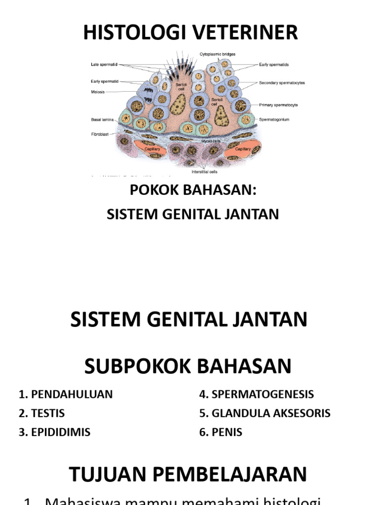 HistoVet Sistem Genital Jantan | PDF