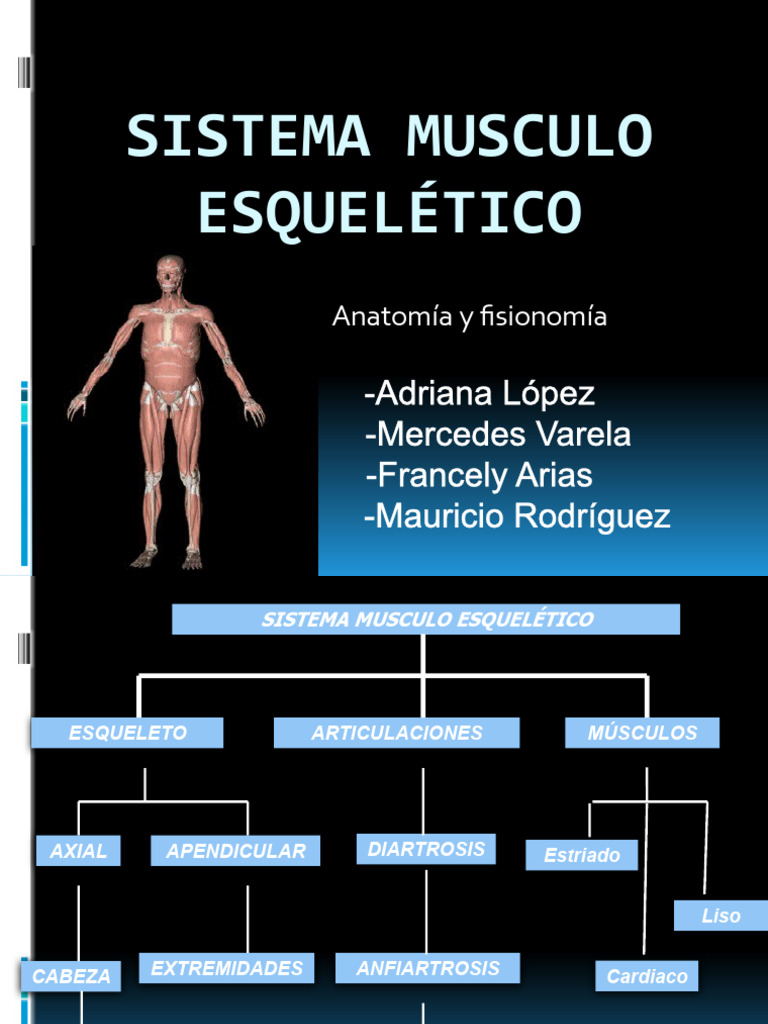 Sistema Musculo Esquelético | PDF | Articulación | Hueso