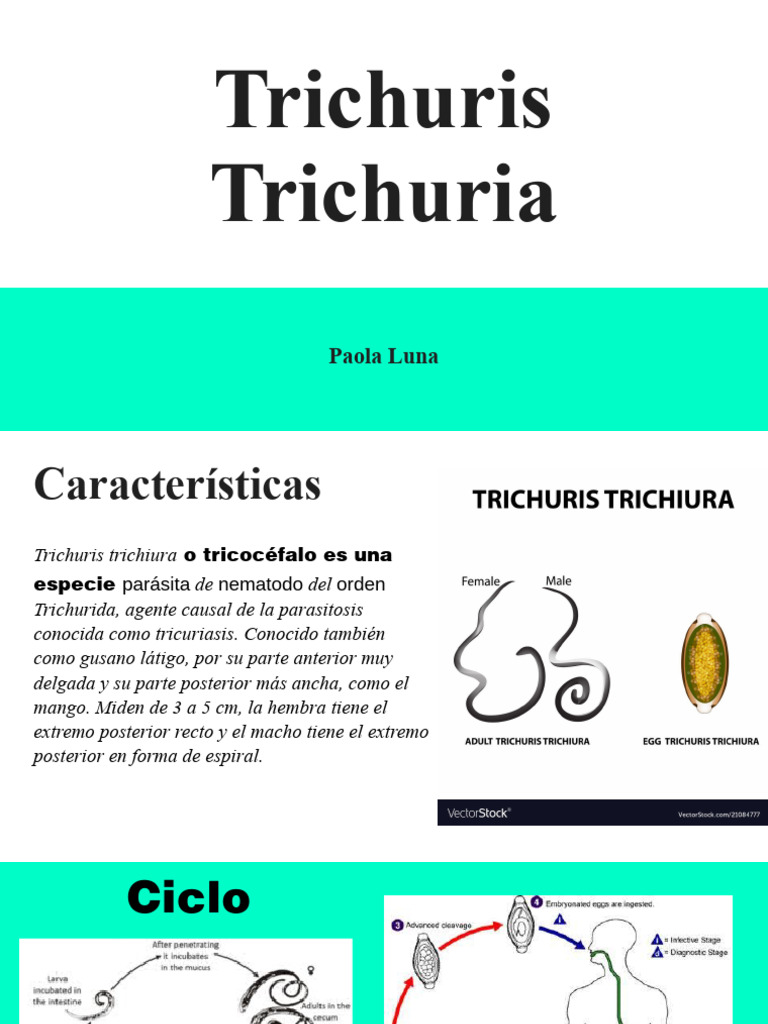 Trichuris Trichiura | PDF | Medicina | Medicina CLINICA