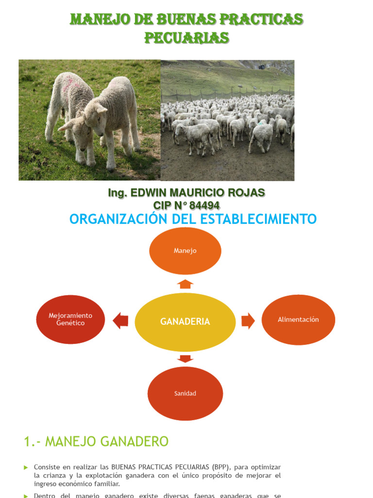 Presentación Ovinos Edwin OK | PDF | Oveja | Pasto