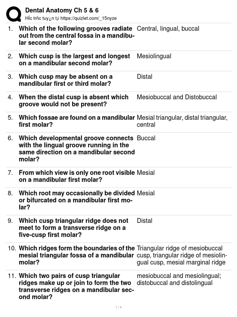 Dental Anatomy CH 5 & 6 | PDF