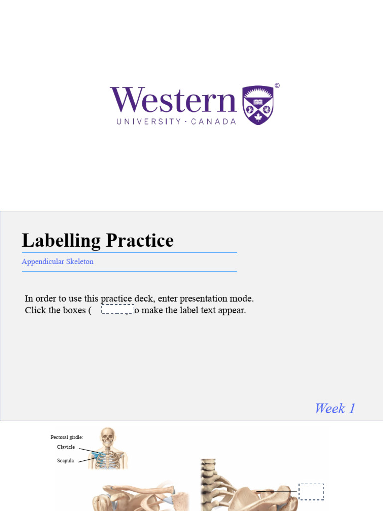 Kin2222 - Labelling Practice Activity - Lab - 1 | PDF | Lower Limb ...