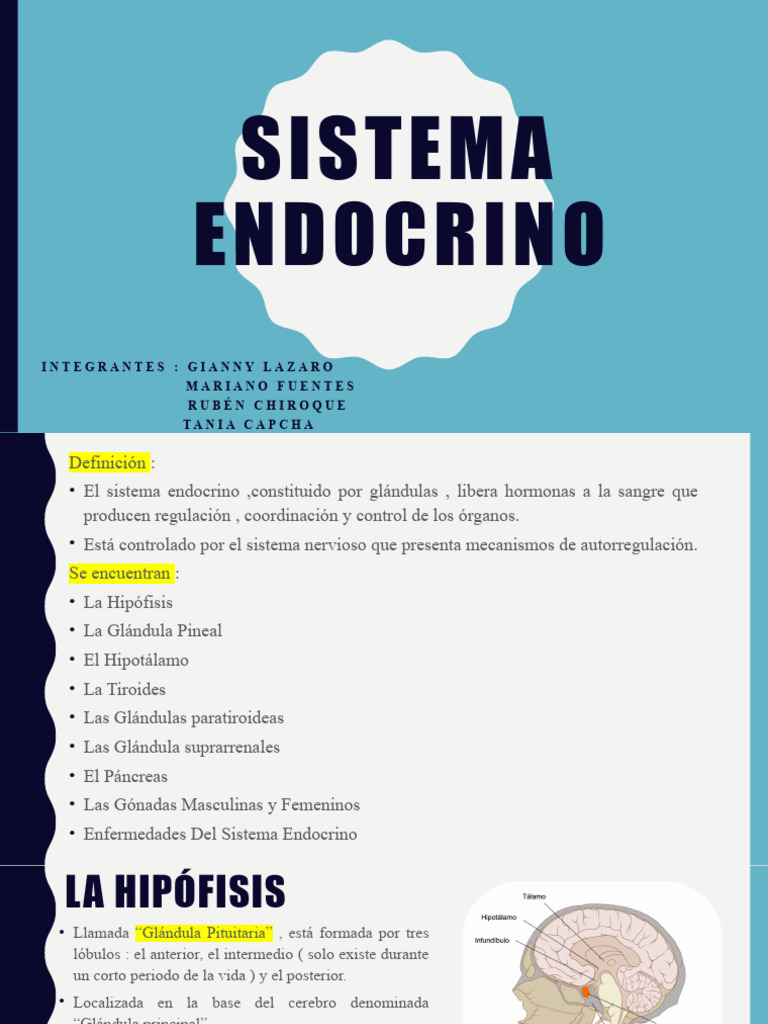 Sistema Endocrino Terminado | PDF | Glándula pituitaria | Sistema endocrino