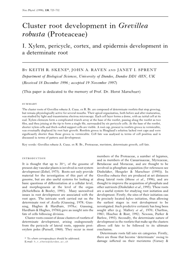 New Phytologist - 2008 - SKENE - Cluster Root Development in Grevillea Robusta Proteaceae I ...