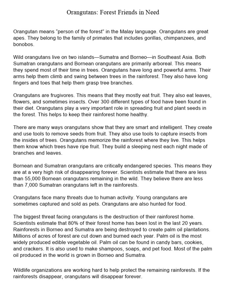 Orangutans - Comprehension | PDF | Orangutan | Ape