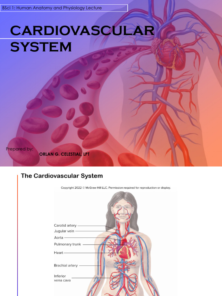 Ch11 CardiovascularSystem | PDF | Blood Type | Aorta