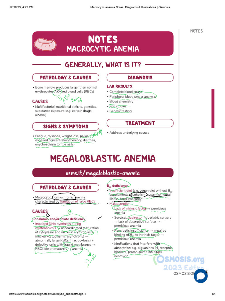 Macrocytic anemia Notes_ Diagrams & Illustrations _ Osmosis | PDF