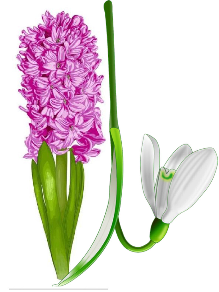 Flori de Primavara Jetoane | PDF