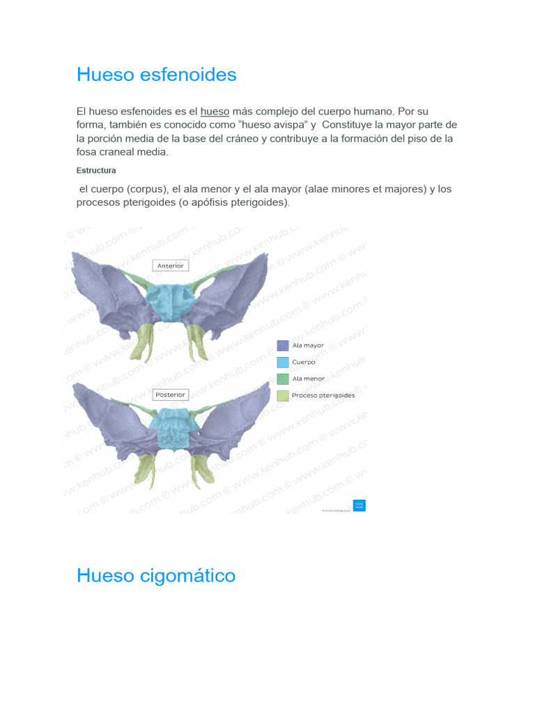 Anatomía y función del hueso esfenoides | PDF | Cráneo | Sistema ...