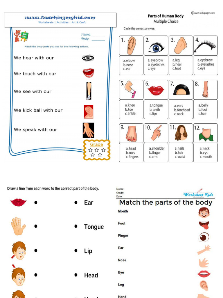 Parts of The Body Quiz | PDF