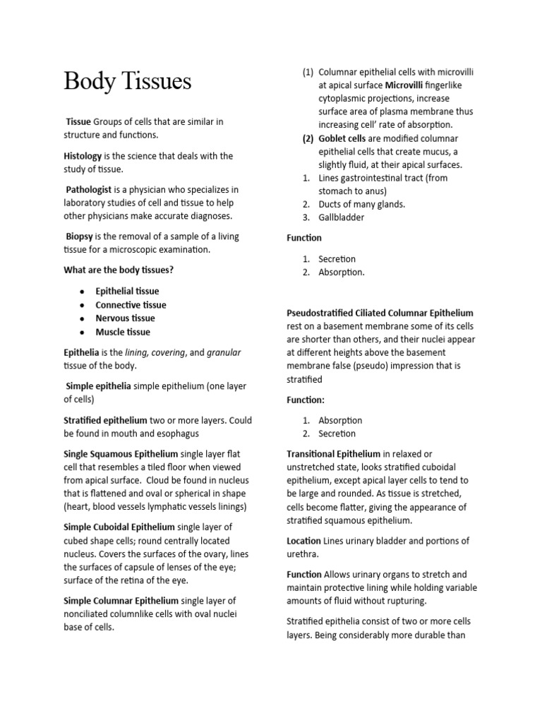 Body Tissues | PDF | Epithelium | Connective Tissue