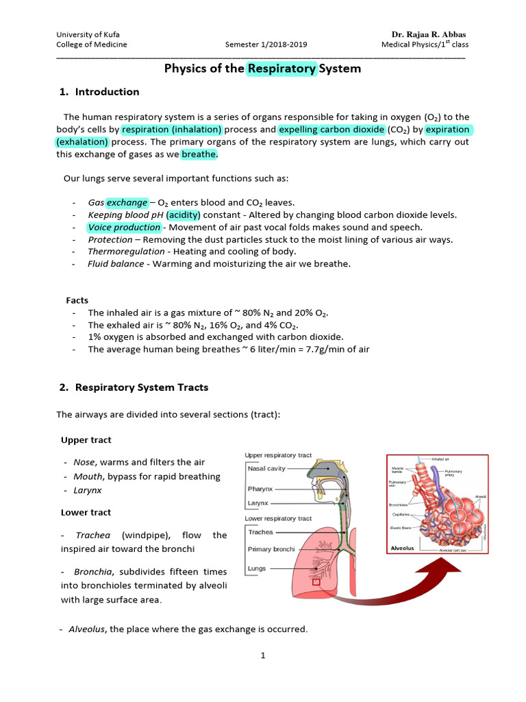 Medical Physics - Respiratory | PDF | Respiratory Tract | Respiratory System