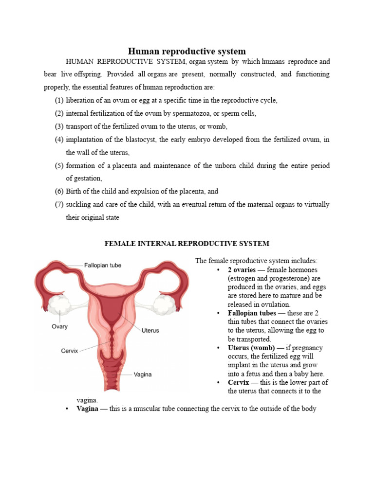 Human Reproductive System | PDF | Menstrual Cycle | Labia