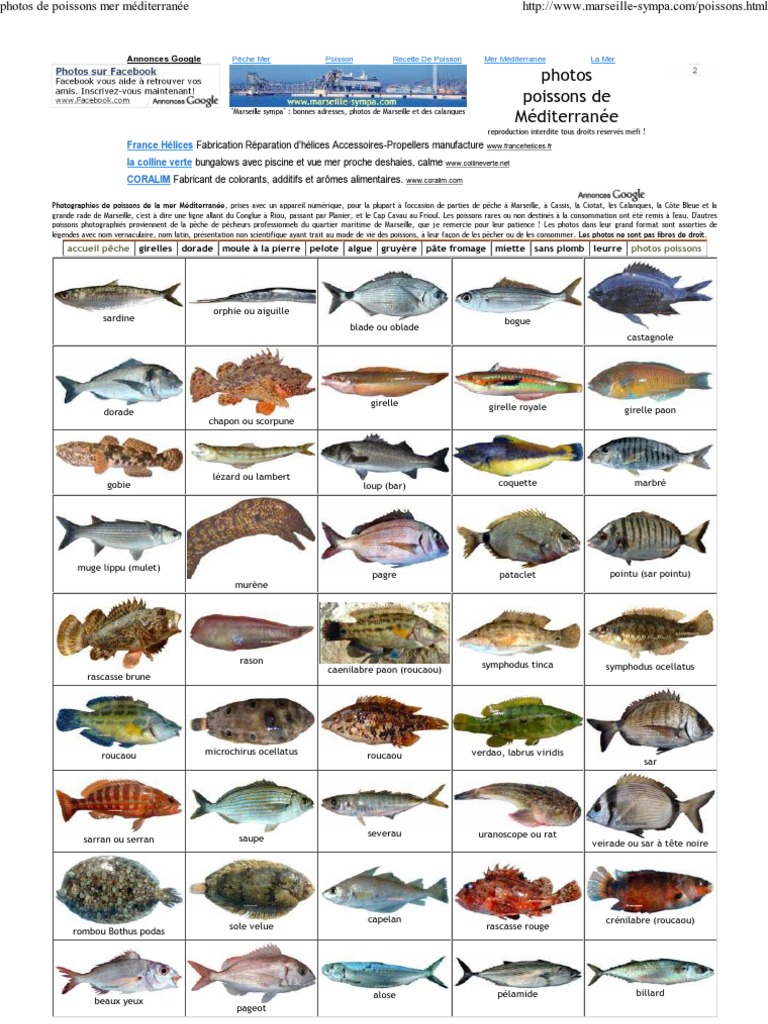photos de poissons mer méditerranée